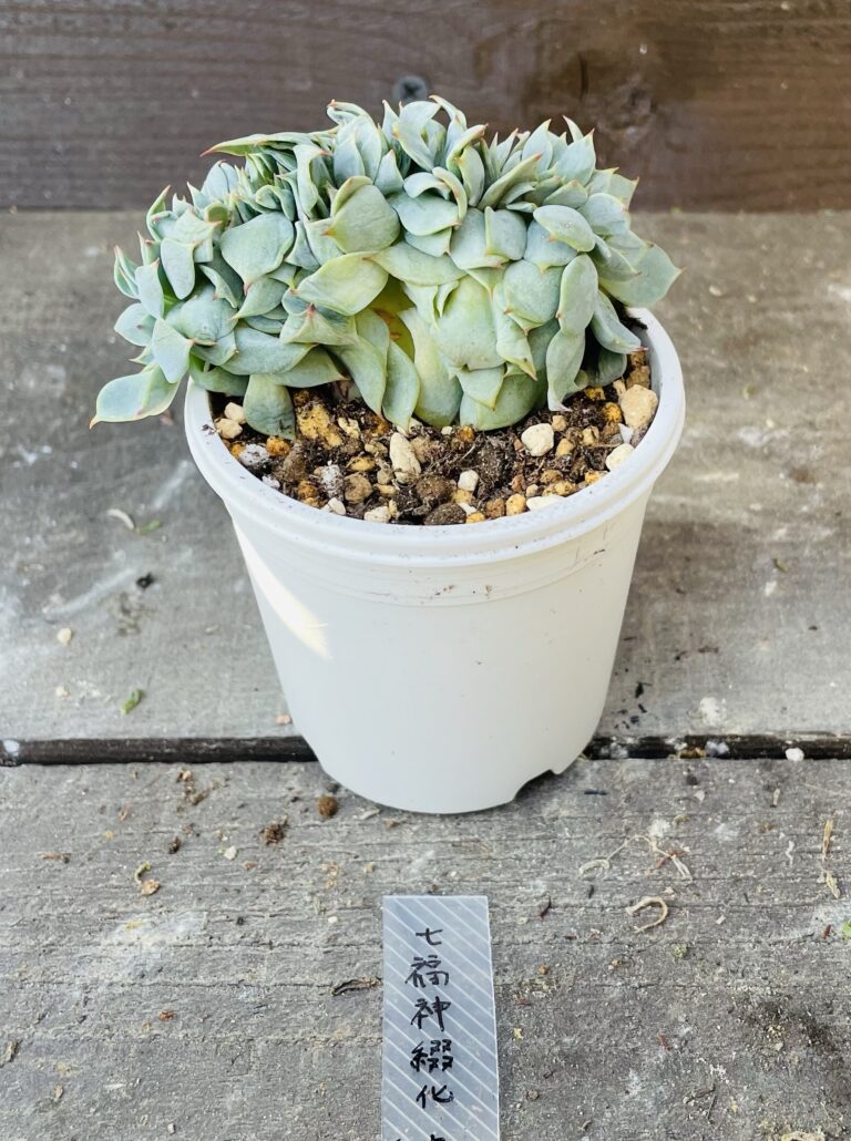 多肉植物 七福神 お世話 多肉植物初心者 1年間の成長記録 | Coo!ブログ