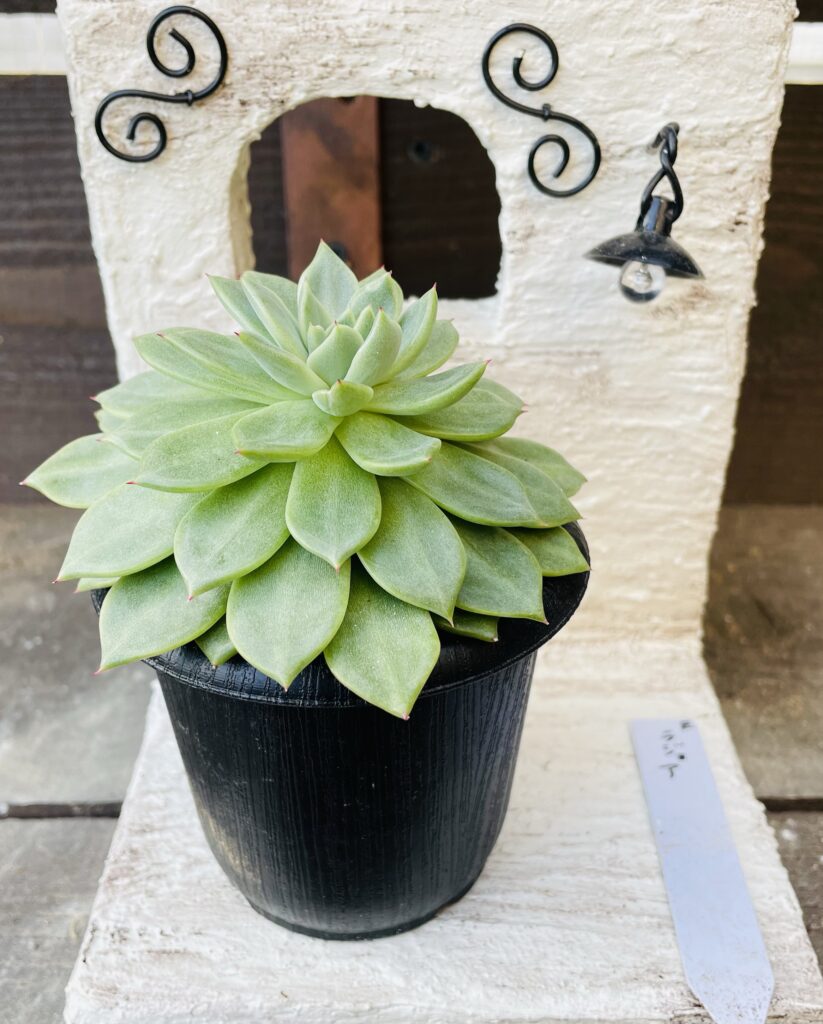 多肉植物 多肉植物が買える場所 サキュレント・モリタ 奈良県 安い 珍しい | Coo!ブログ