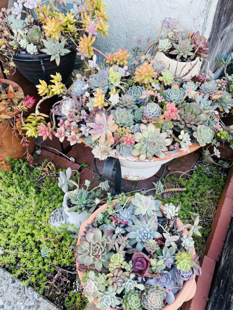 多肉植物 多肉植物が買える場所 ガーデンショップfeel 大阪府八尾市 ガーデン雑貨が豊富 | Coo!ブログ